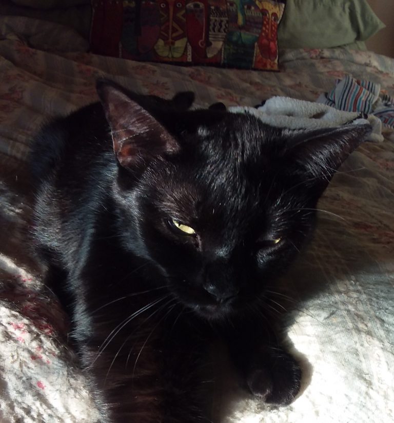 A good chin scratch – Catscue