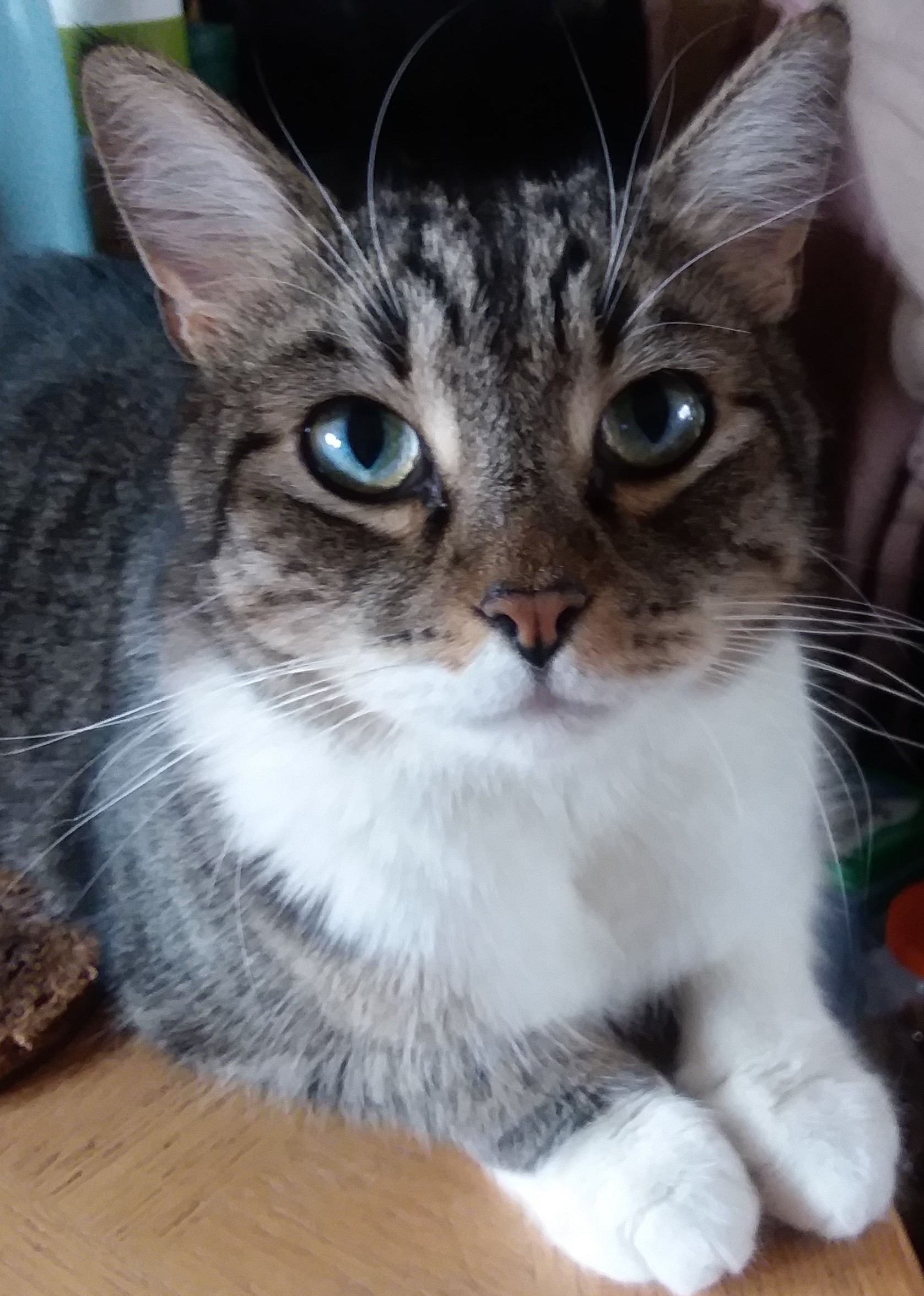 Luv Week – Catscue