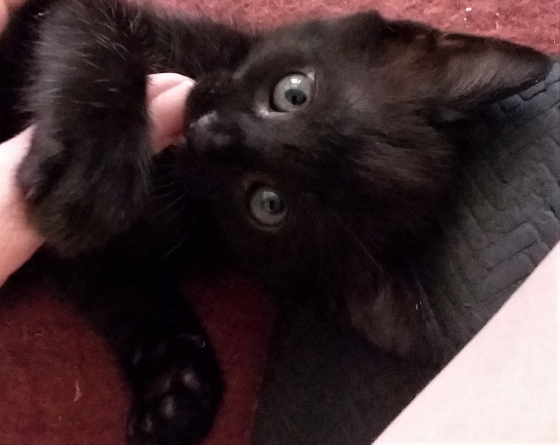 Beastie Monster – Catscue