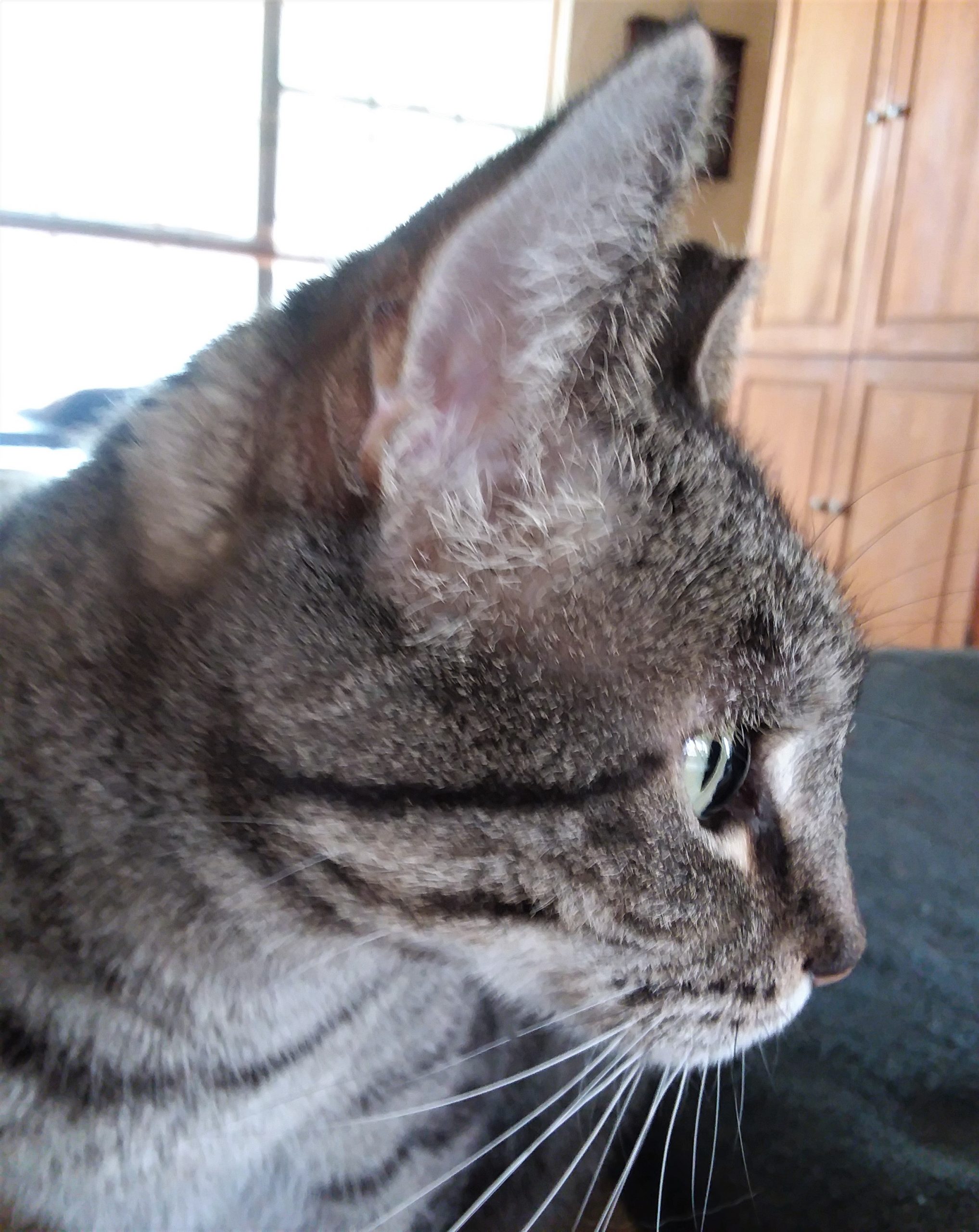 Pretty Pictures – Catscue