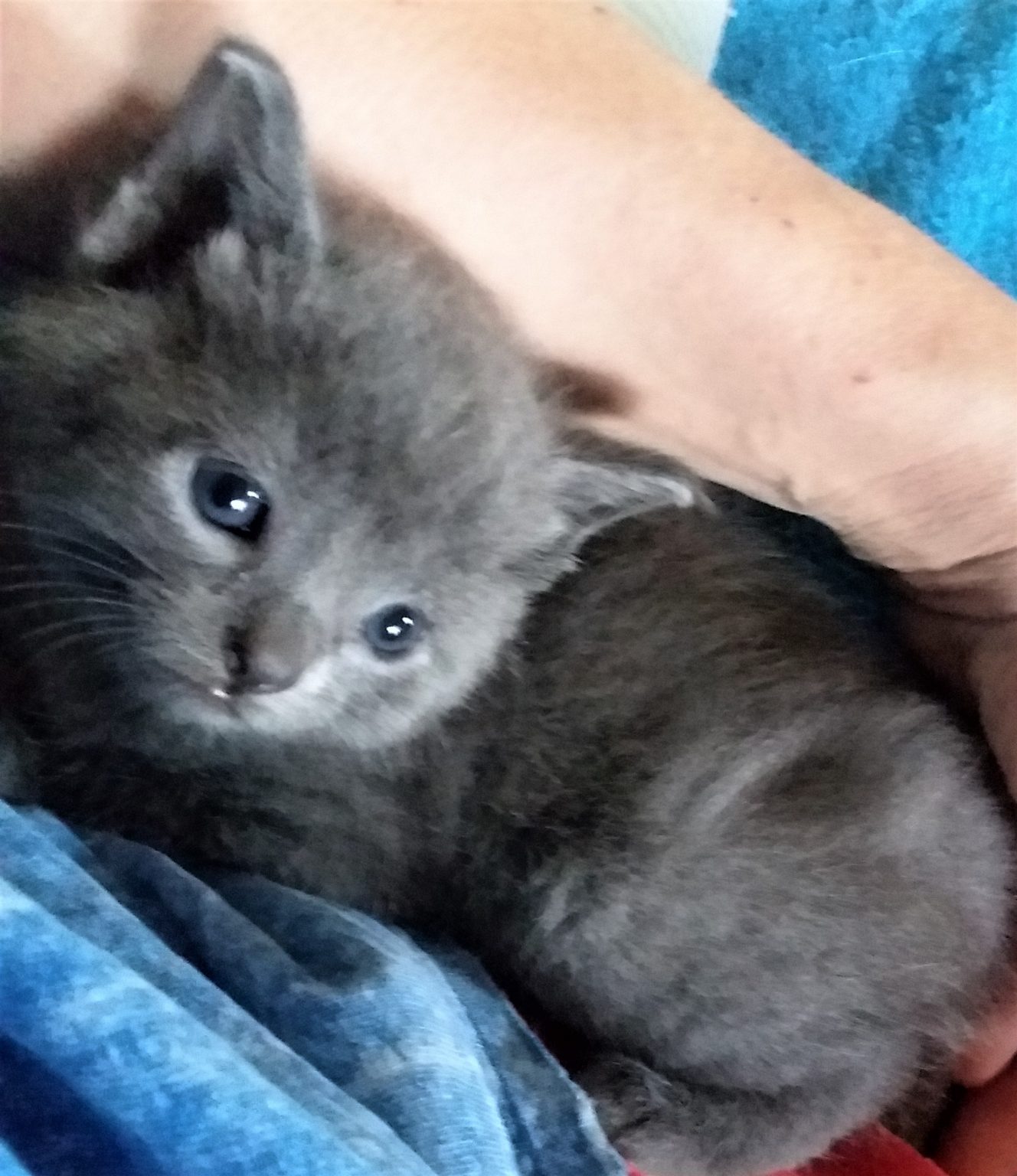 Gray Babies – Catscue