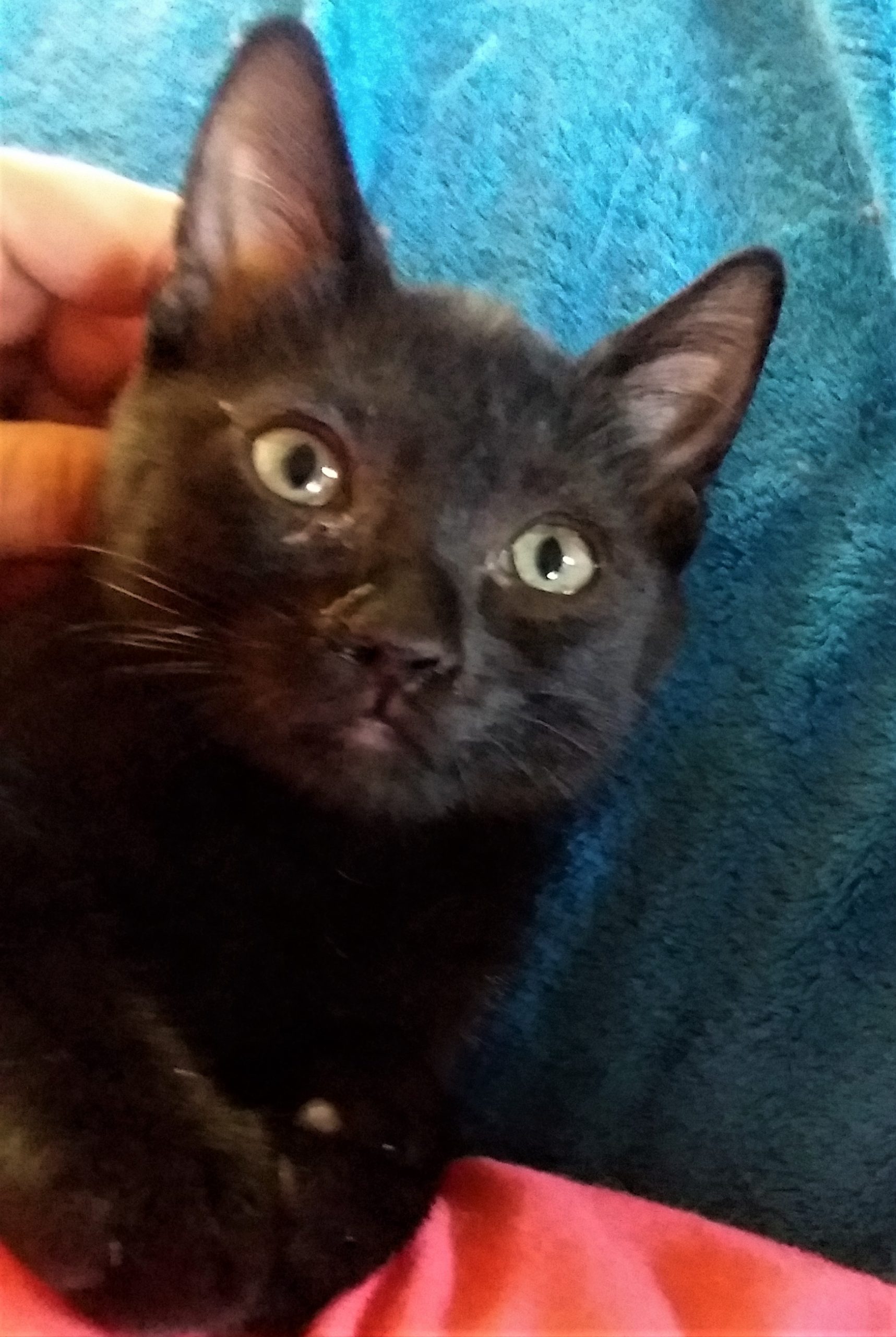 Awww, Pippers! – Catscue