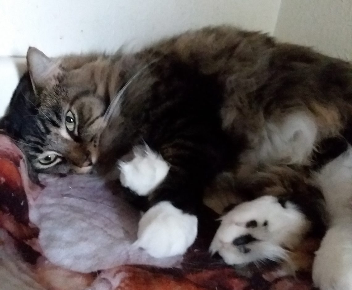Koala the cat – Catscue