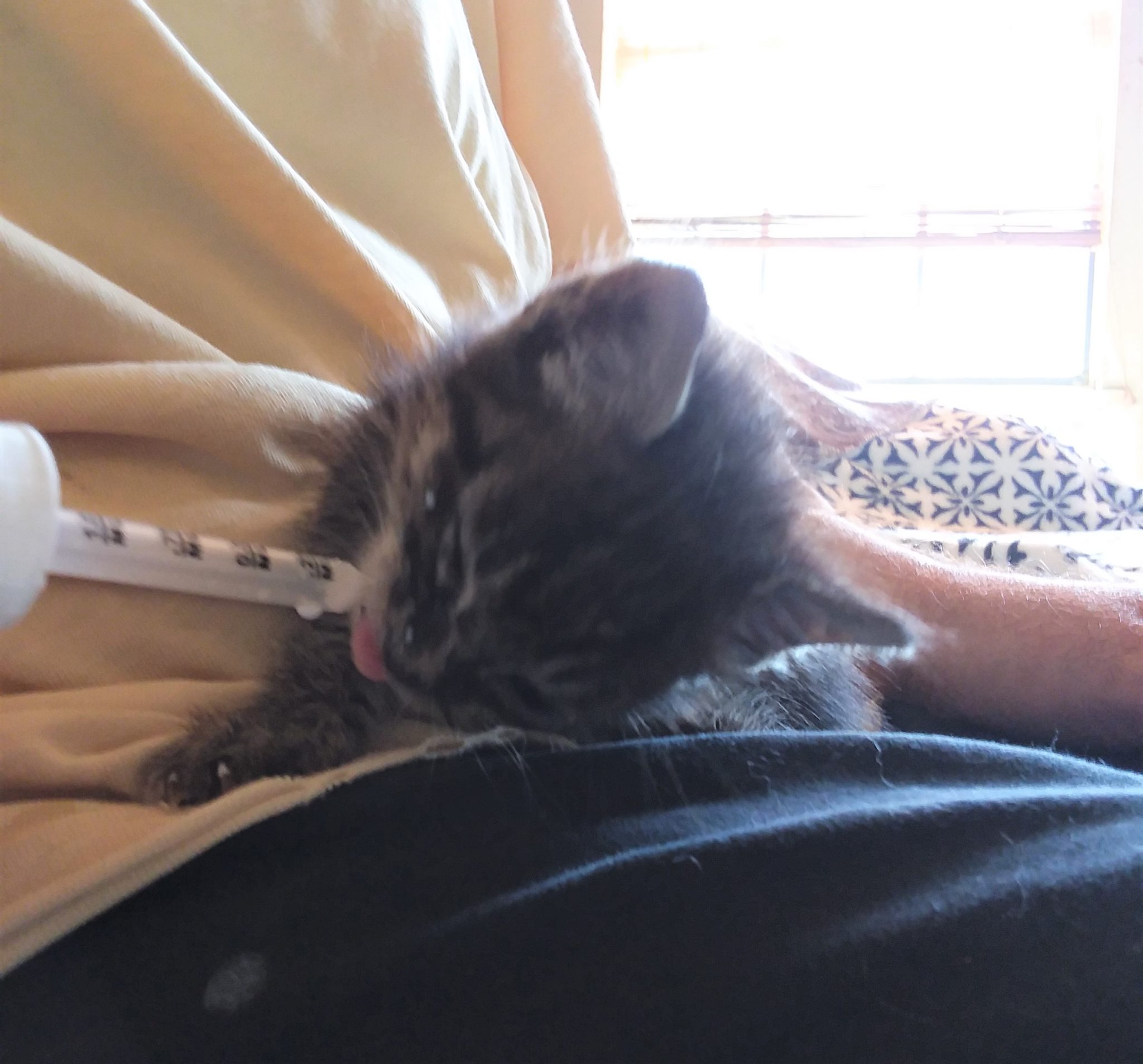 One Riot, One Ranger – Catscue
