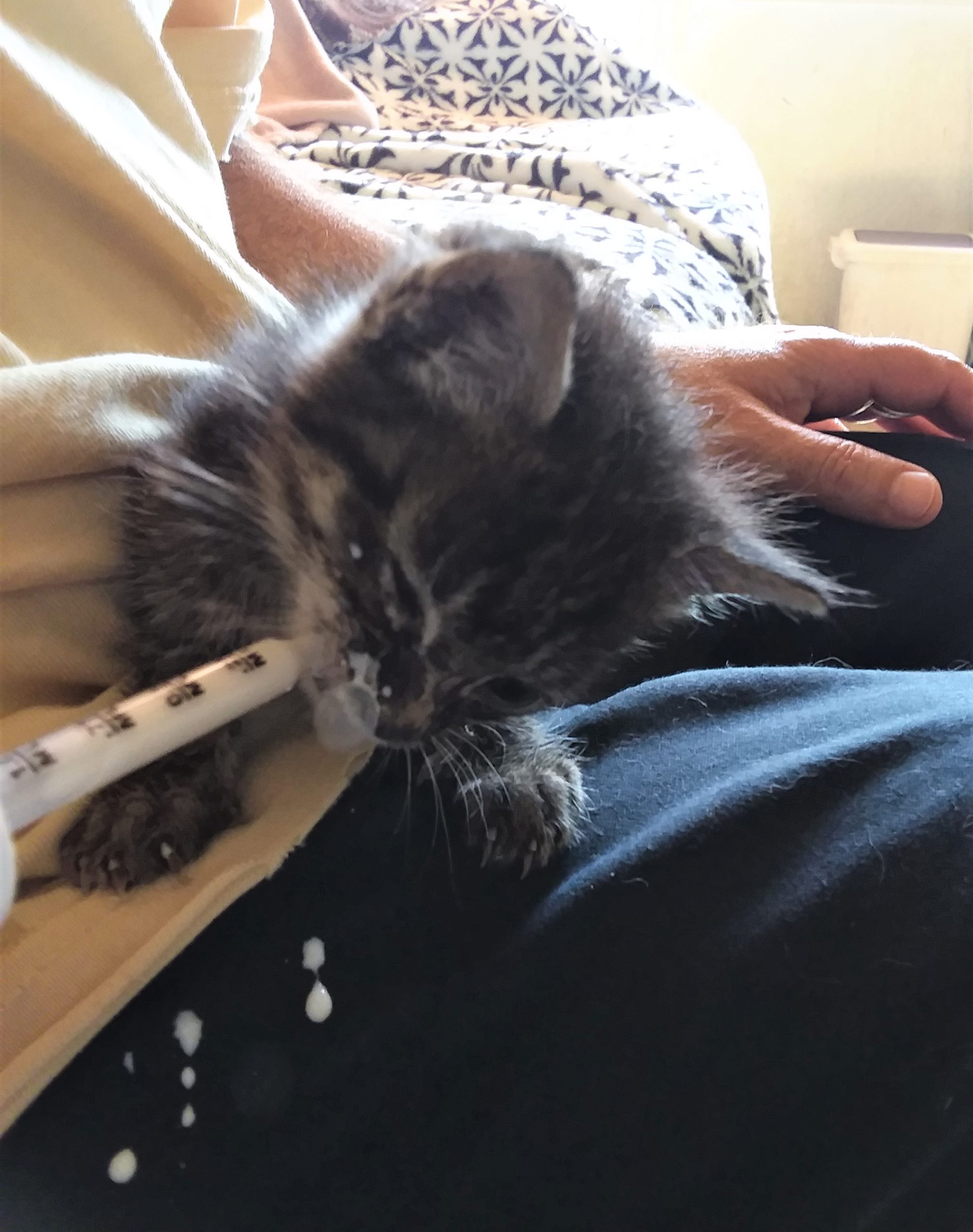 One Riot, One Ranger – Catscue
